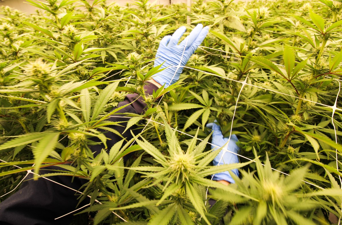 MARIJUANA & MEDICINE – Daniel Otis